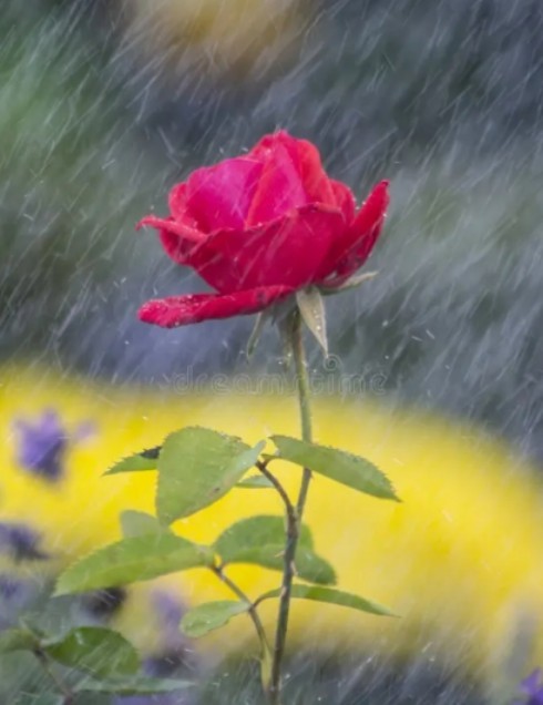 Proposito inaudito. | quaderno