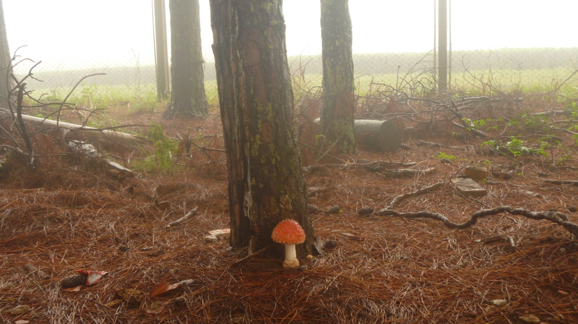 Palabras de una mente aturdida | quaderno